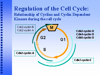 Regulation of the Cell Cycle: